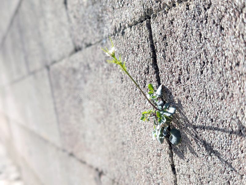 Small Sprout Growing from Brick Wall Stock Image - Image of green ...