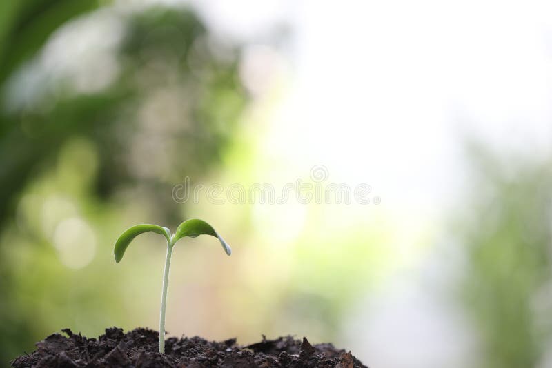 Small Sprout Growing Green Plant Stock Image - Image of sapling ...