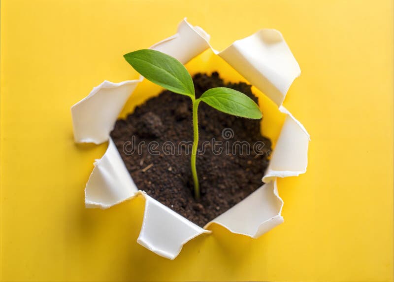 Small Sprout Growing through Ripped Paper, Symbolizing New Beginnings ...