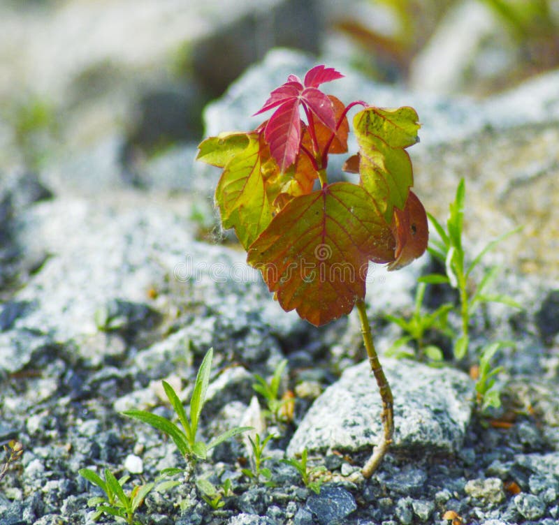 A Small Sprout of a Large Tree Stock Image - Image of absence, game ...