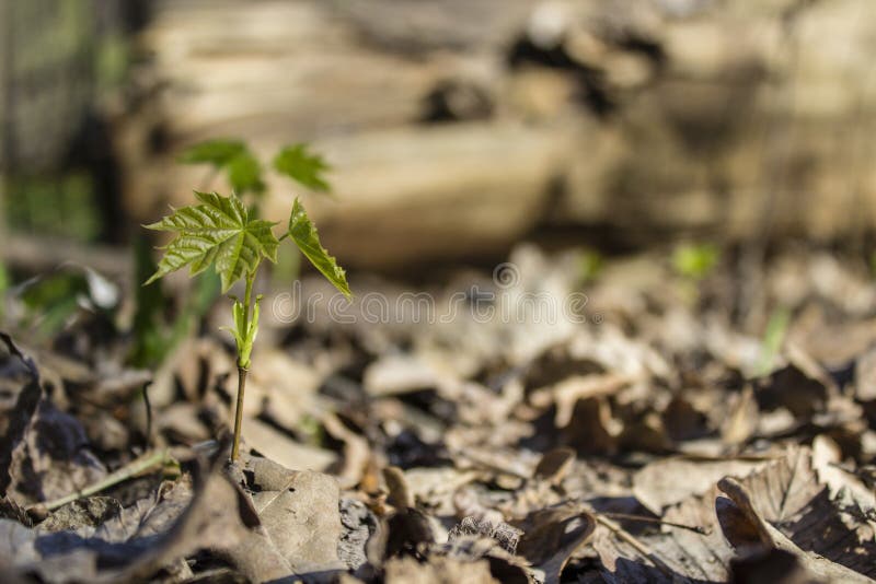 A Small Sprout of a Maple Tree in the Forest. Dry Last Year`s Tree ...