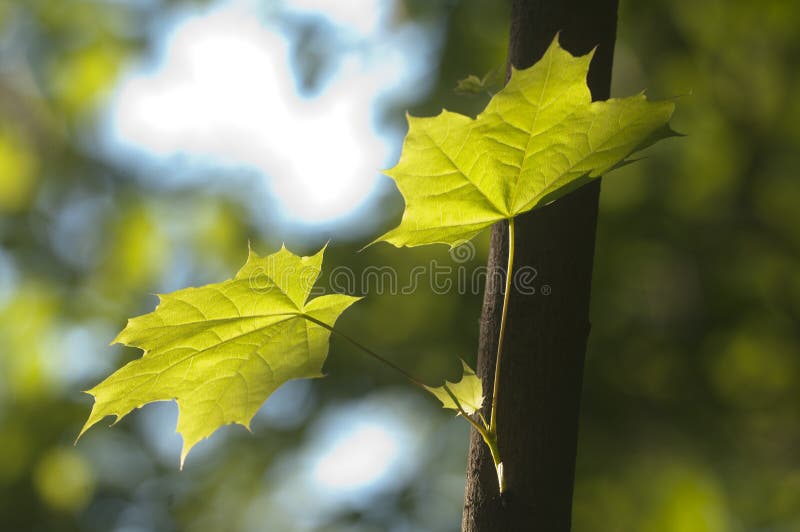 Maple sprout stock photo. Image of green, close, space - 116927594
