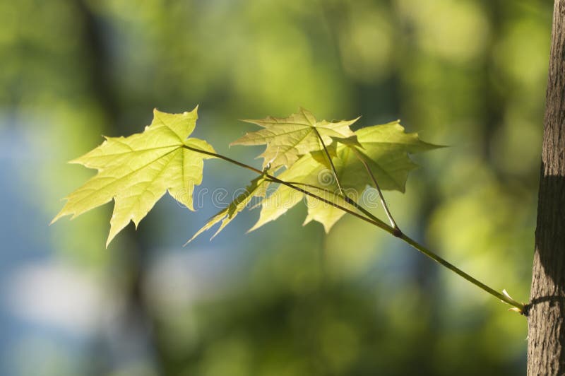 Maple sprout stock image. Image of maple, leaf, springtime - 116930935