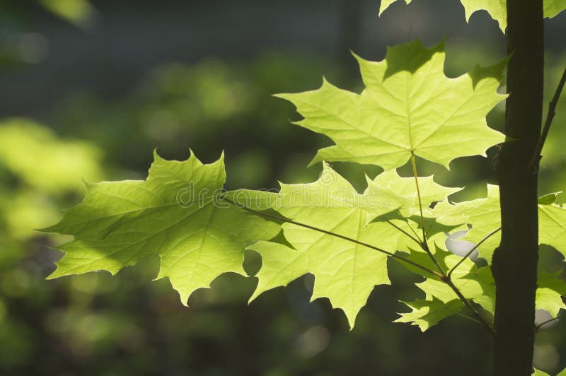 Maple sprout stock photo. Image of springtime, scenics - 116959964
