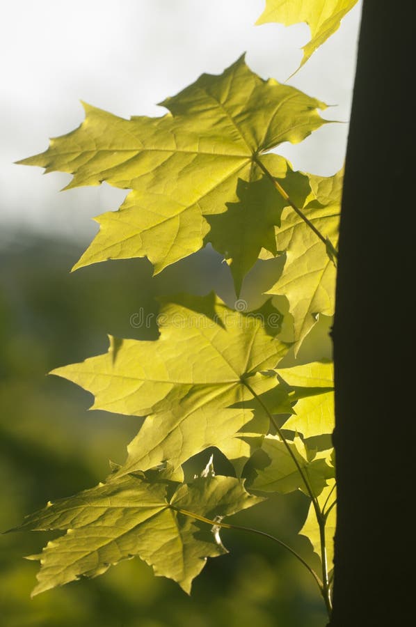 Maple sprouts stock image. Image of light, bright, backgrounds - 116927583