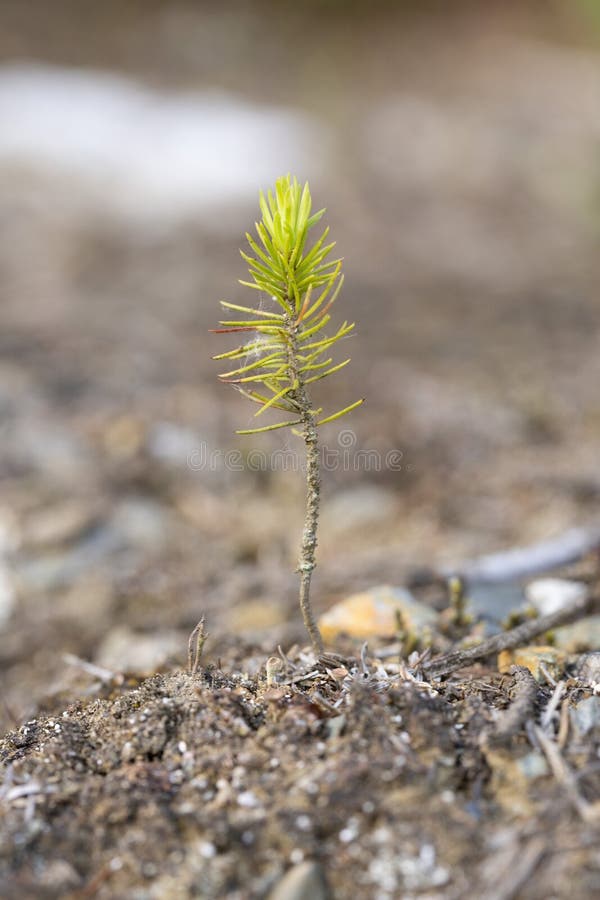 Small Sprout in the Middle of the Ground O Stock Photo - Image of ...