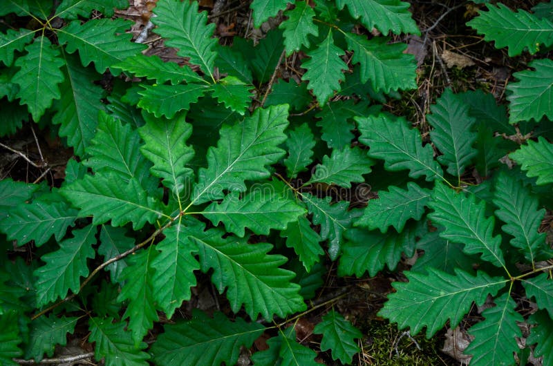 A Small Sprout of Oak in the Grass Stock Photo - Image of growing ...