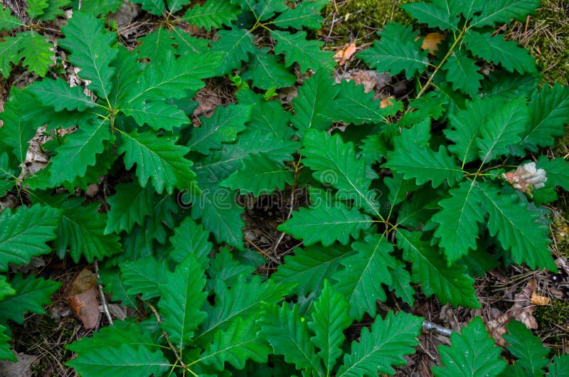 A Small Sprout of Oak in the Grass Stock Image - Image of foliage ...