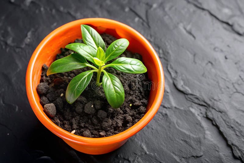 Small Sprout in Orange Pot on Dark Stone Stock Illustration ...