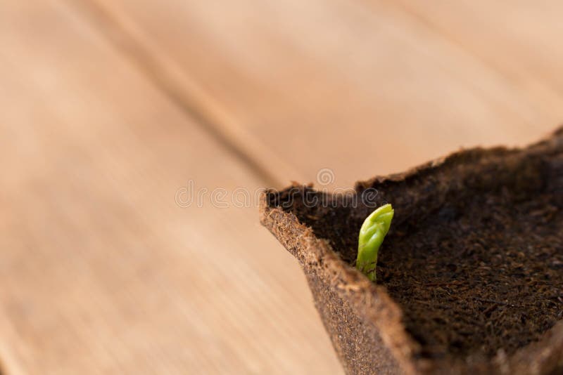 A Small Sprout Pea . Spring Has Come Stock Image - Image of natural ...