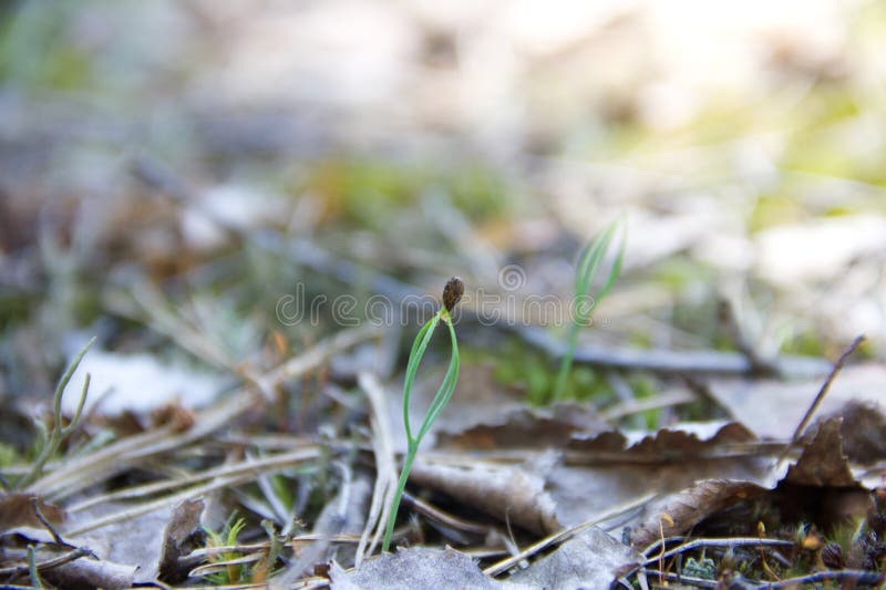 A Small Sprout of Pine Tree Sprouts from a Seed Stock Photo - Image of ...
