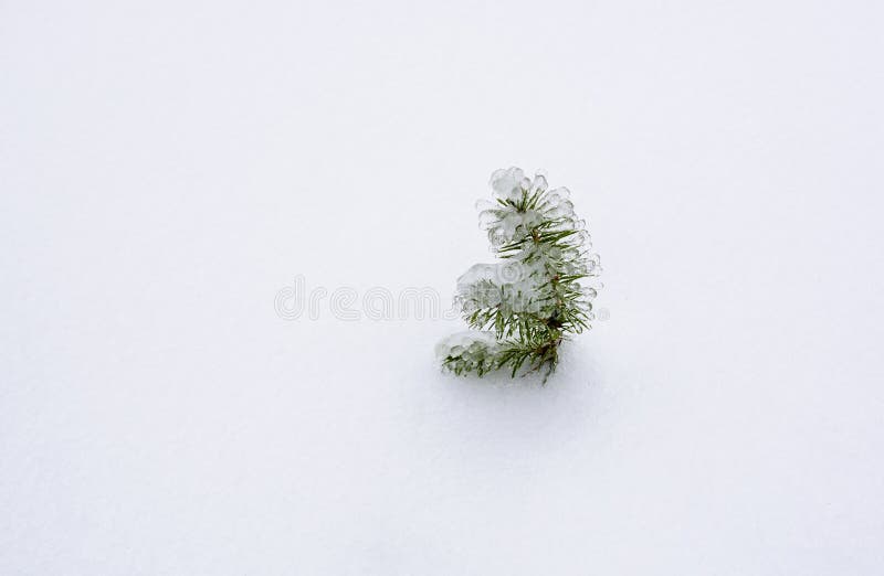 Small Sprout of Pine Under the Snow. Stock Image - Image of spring ...