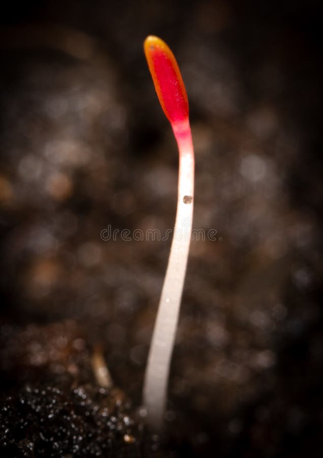 Small Sprout of a Plant in the Ground on Nature Stock Image - Image of ...