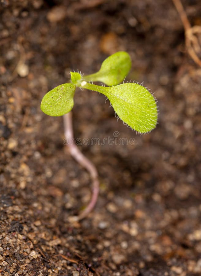 Small Sprout of Watermelon in the Ground Stock Image - Image of ...
