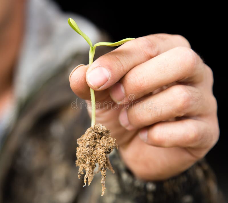 Small Sprout of a Plant in a Hand Outdoors Stock Photo - Image of tree ...