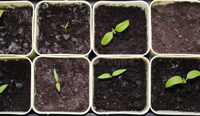 Sprout stock image. Image of gardener, garden, plants - 371054389