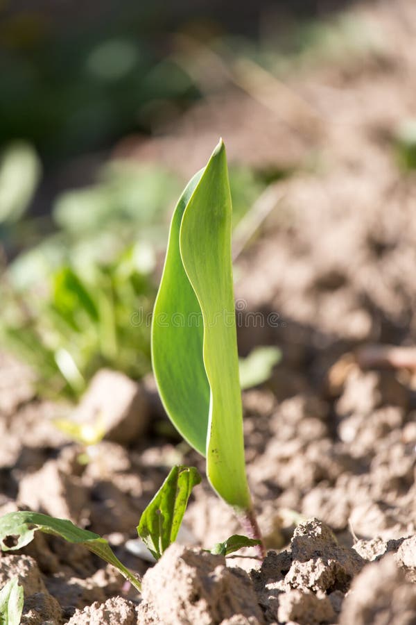 Small Sprout Plants in Soil Stock Photo - Image of leaf, fresh: 103343216