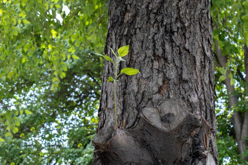 Small Sprout on a Sawn Tree Branch Stock Photo - Image of green, sawn ...