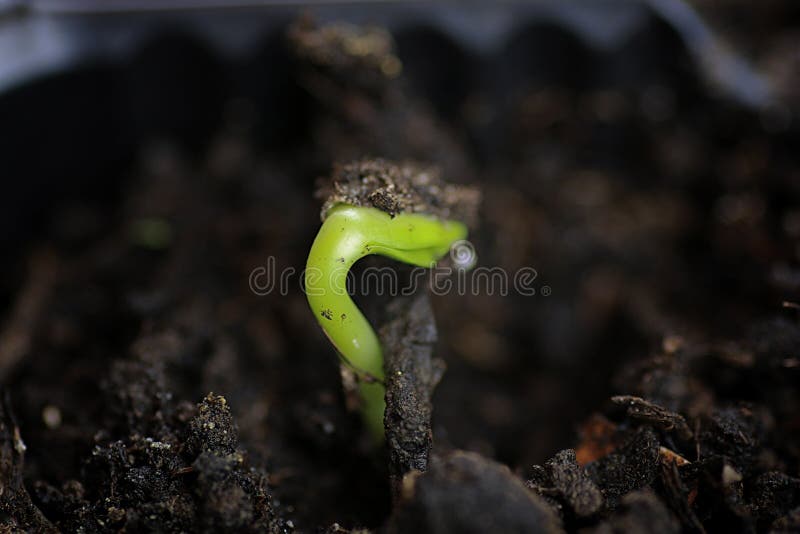Small sprout from seeds stock image. Image of green, beginning - 90210151