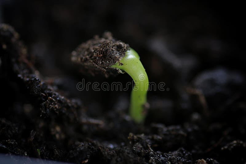 Small sprout from seeds stock photo. Image of gardening - 79082400