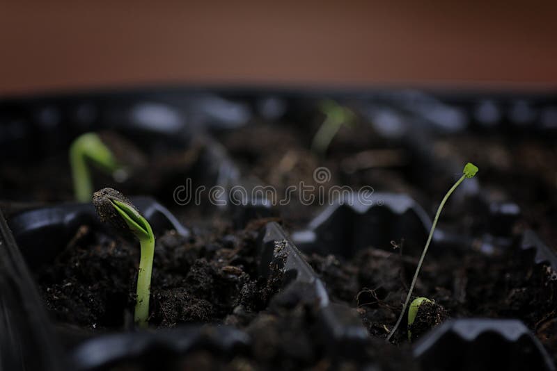 Small sprout from seeds stock image. Image of green, plant - 90210311