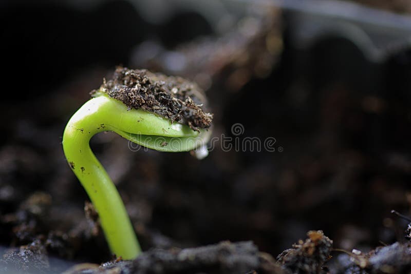 Sprouting seeds stock image. Image of fruit, cultivates - 37238865