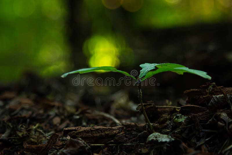 Small Sprout of a Tree in the Forest. New Life Stock Photo - Image of ...