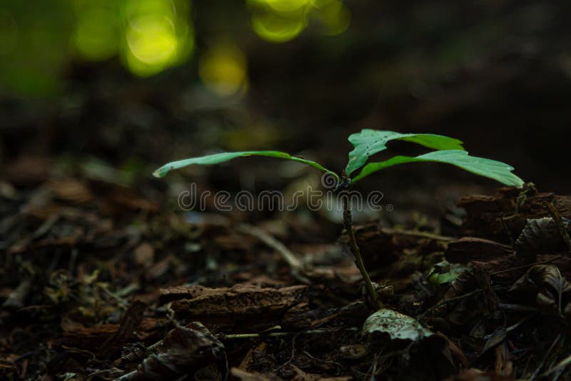 Small Sprout of a Tree in the Forest. New Life Stock Image - Image of ...