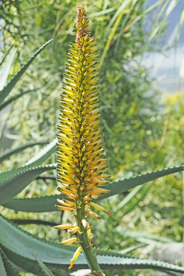 Small Sprout Tree in Nature Stock Image - Image of gardening, soil ...