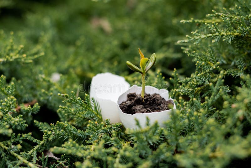 Sprout in eggshell stock photo. Image of perspective - 140669714