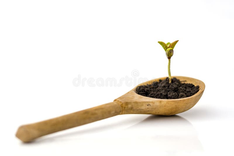 A Small Sprout of a Tree or Plant Grows in the Ground in a Wooden Spoon ...