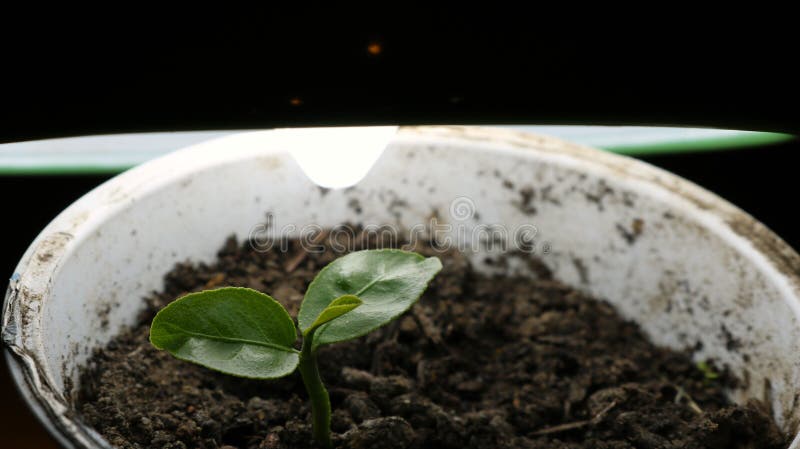Young Green Seedlings Under Grow Light Soil Close Up Stock Photos ...