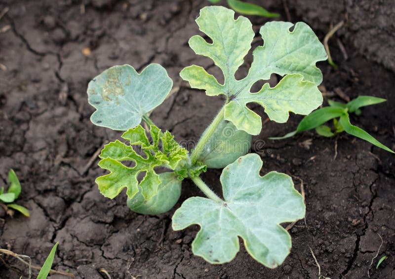 Small Sprout of Watermelon in the Ground Stock Image - Image of ...