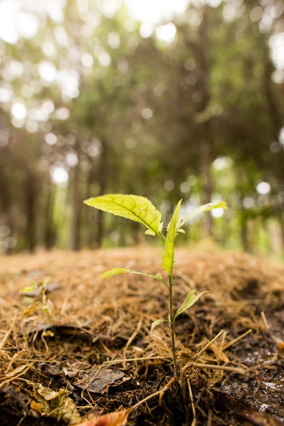 A Small Sprout of Wood in the Ground Stock Photo - Image of ...