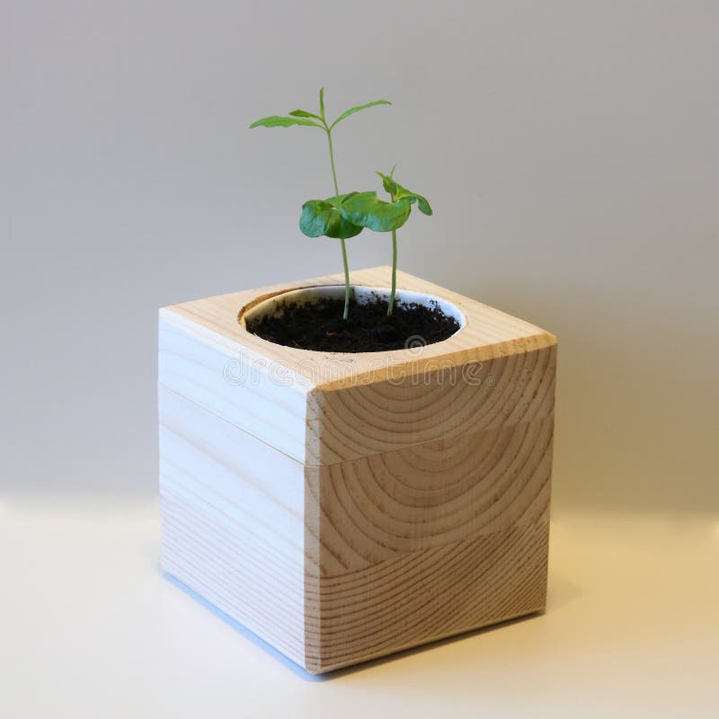 Small Sprout in a Wooden Pot Stock Image - Image of grow, beginning ...