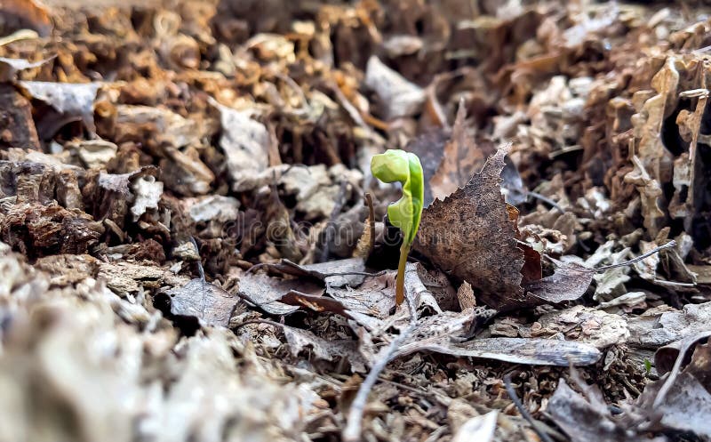 A Small Sprout of a Young Plant among Dry Foliage Stock Image - Image ...