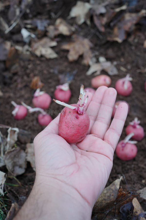 A Small Sprouted Plant from the Soil is Illuminated by the Sun S Rays ...