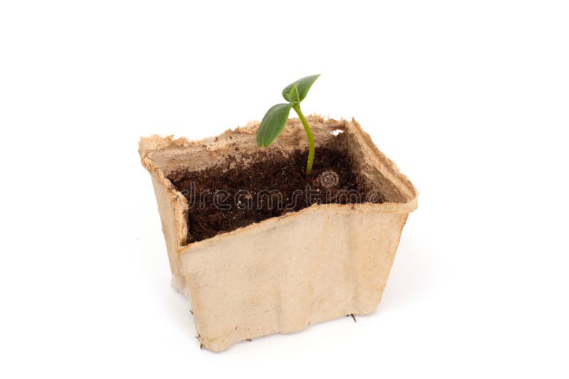 A Small Sprouts of Cucumber in Cardboard Box Stock Photo - Image of ...
