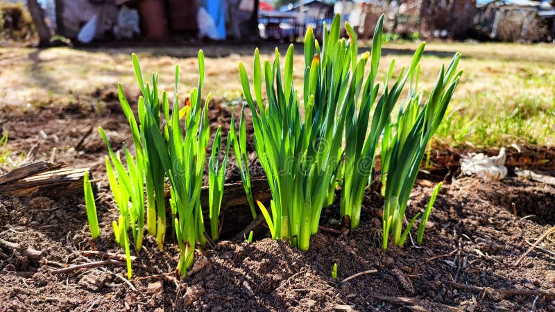 Small Sprouts of Fresh Greenery on the Earth on the Bed of a Sunny ...