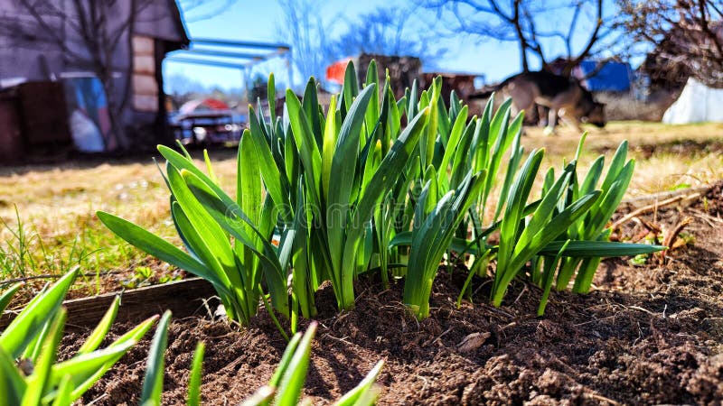 Small Sprouts of Fresh Greenery on the Earth on the Bed of a Sunny ...