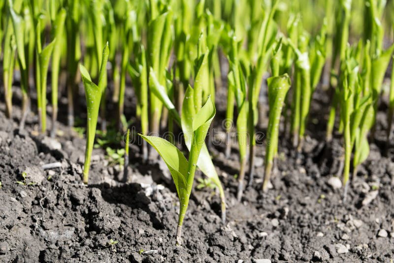 Small sprouts Lily stock image. Image of beauty, flower - 102490041