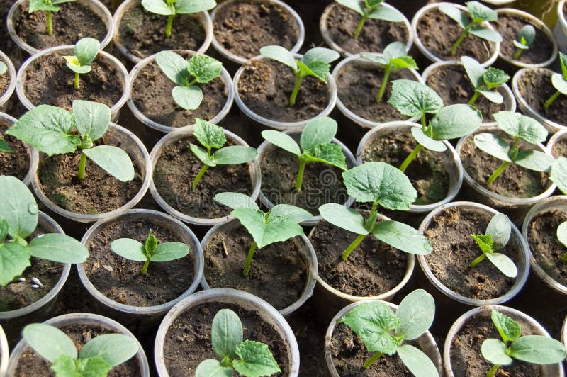 Small soya plants stock photo. Image of farming, cultivation - 38217778