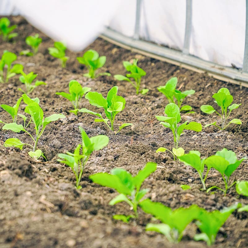 Small Sprouts of Young Eggplants in Greenhouse Stock Photo - Image of ...