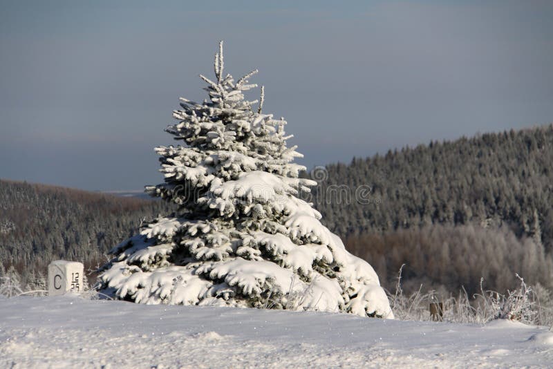 Small Spruce Covered with Snow Stock Image - Image of layer, spruce ...