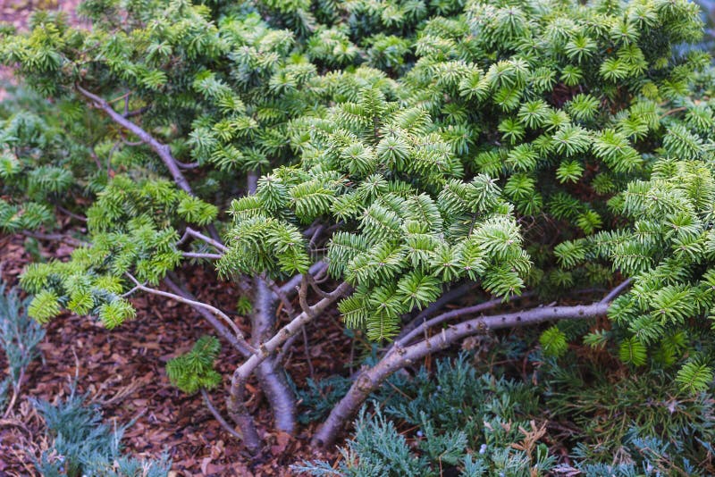 Small spruce in the garden stock image. Image of background - 166722807