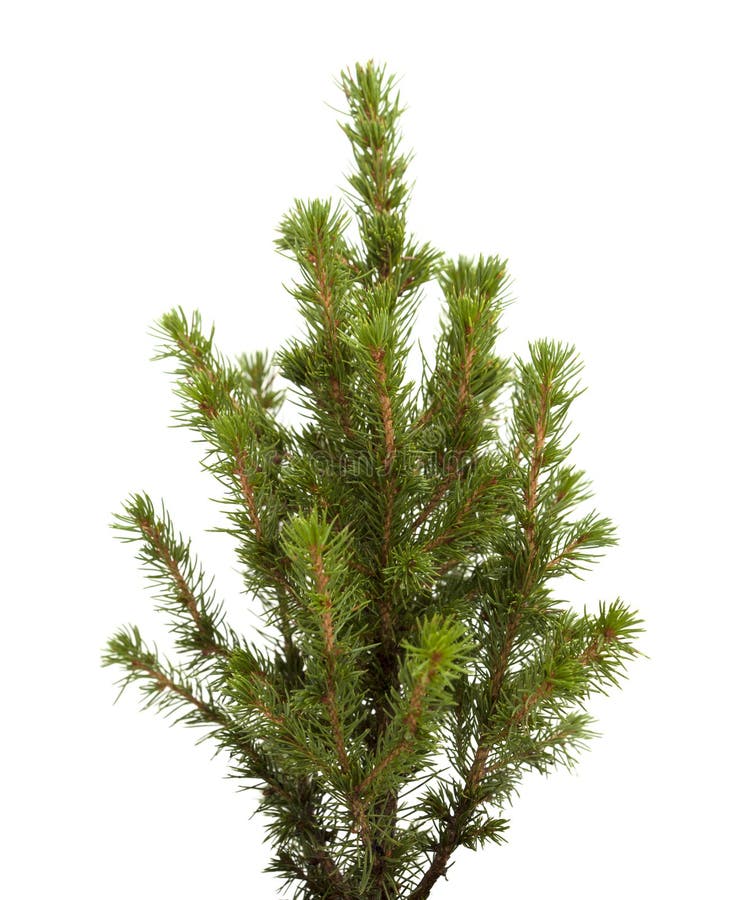 Small spruce isolated stock photo. Image of isolated - 82946000