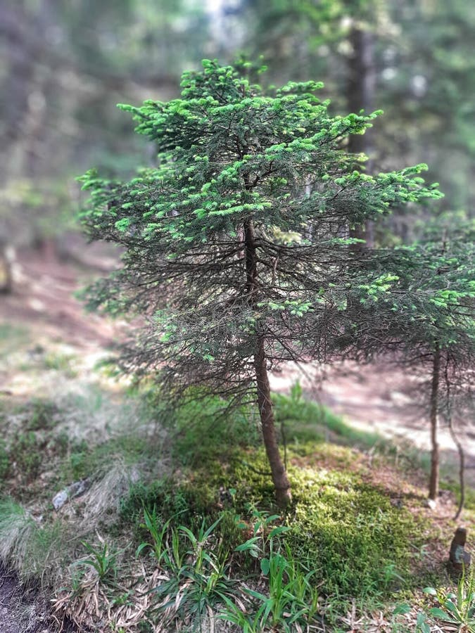 A Small Spruce in the Middle of the Forest Stock Image - Image of ...