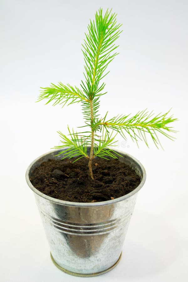 Young spruce sapling stock photo. Image of closeup, coniferous - 29639660