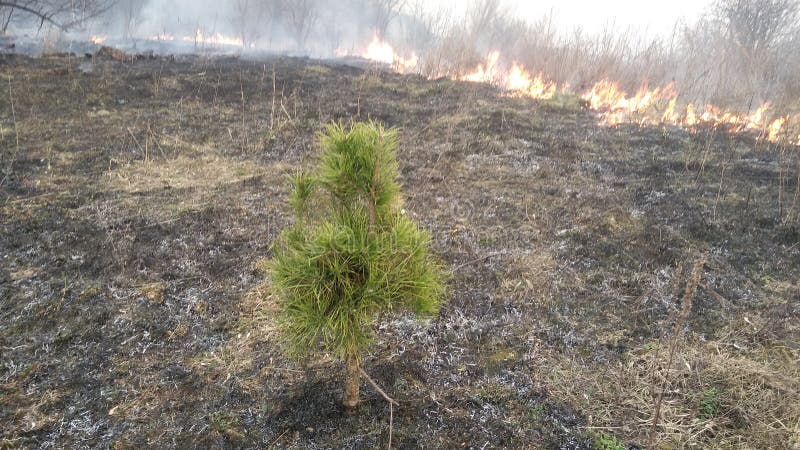 Little Spruce in a Forest Fire Stock Image - Image of meadow, little ...
