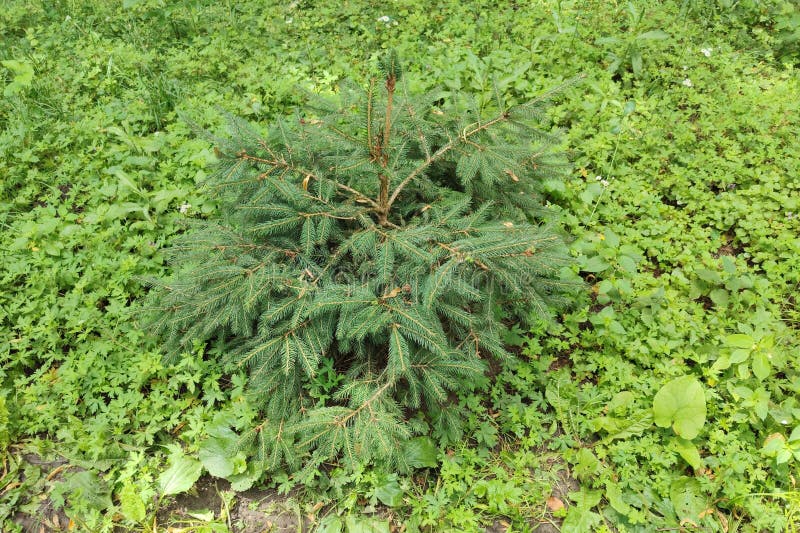 A Small Spruce Tree in a Forest Clearing Stock Image - Image of ...